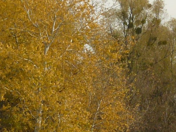 forest side view texture 0004 - Texturelib